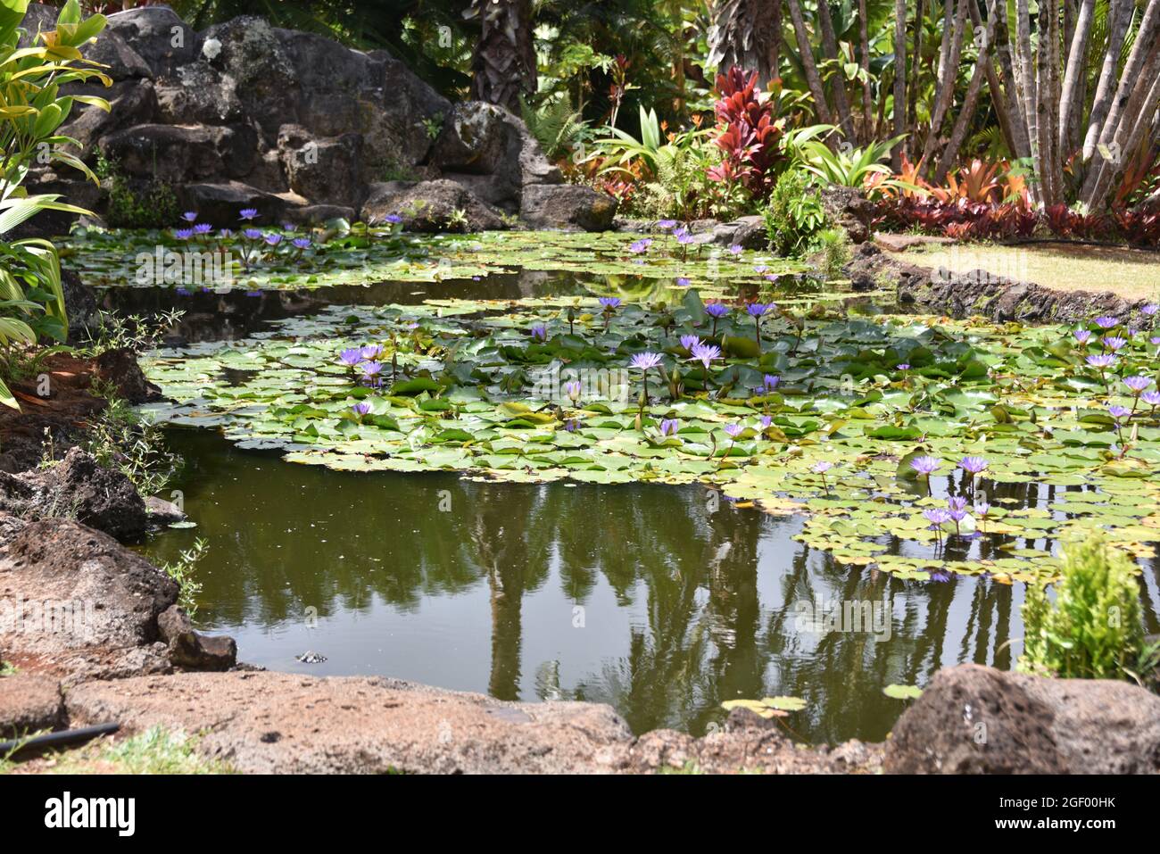 Oahu HI U.S.A. 6/3&6/2021. Dole Plantation. Gardens. Pineapple Express ...