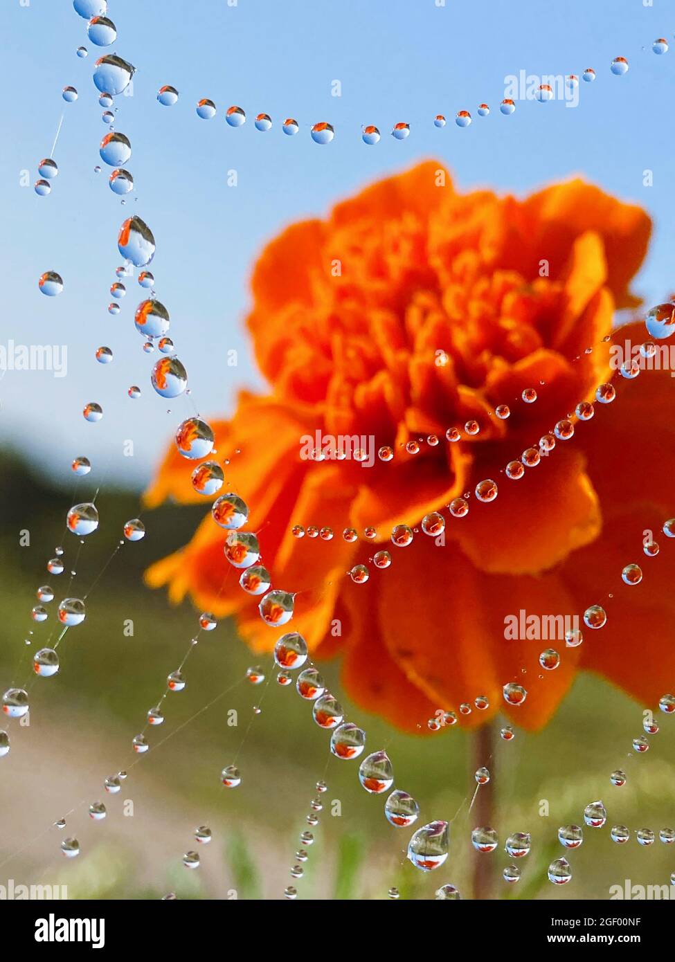 YICHUN, CHINA - AUGUST 18, 2021 - A water drop is seen through a macro lens in Yichun ...