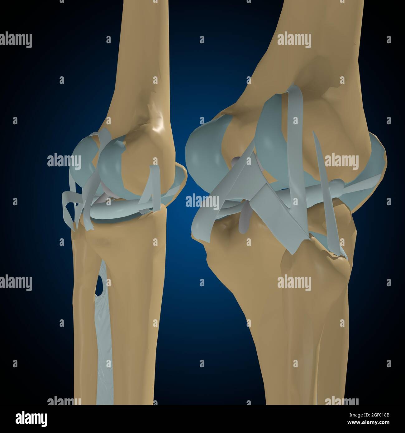 Human bones joints and ligaments Anatomy For Medical Concept 3D ...