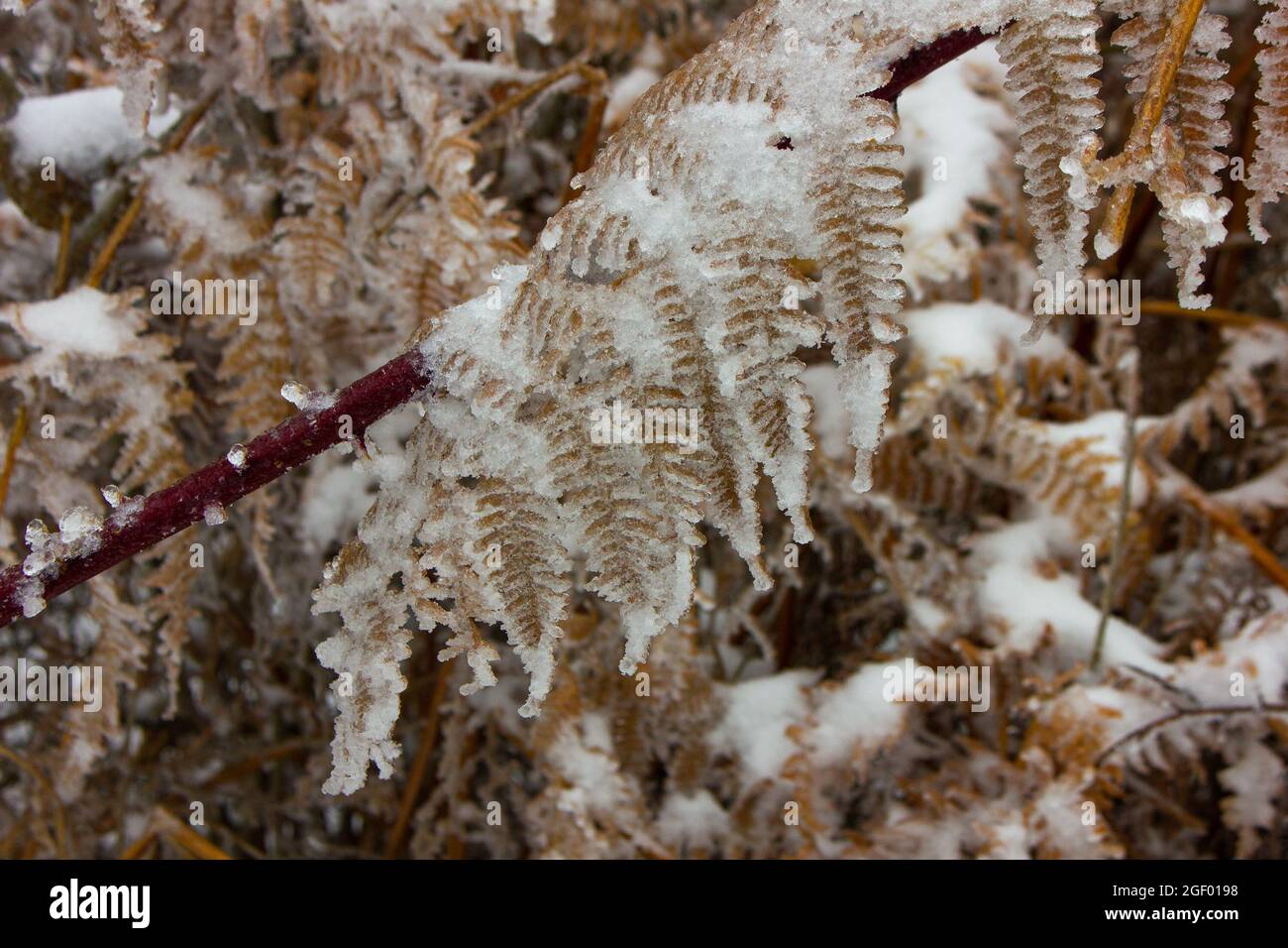Fern snow winter hi-res stock photography and images - Alamy