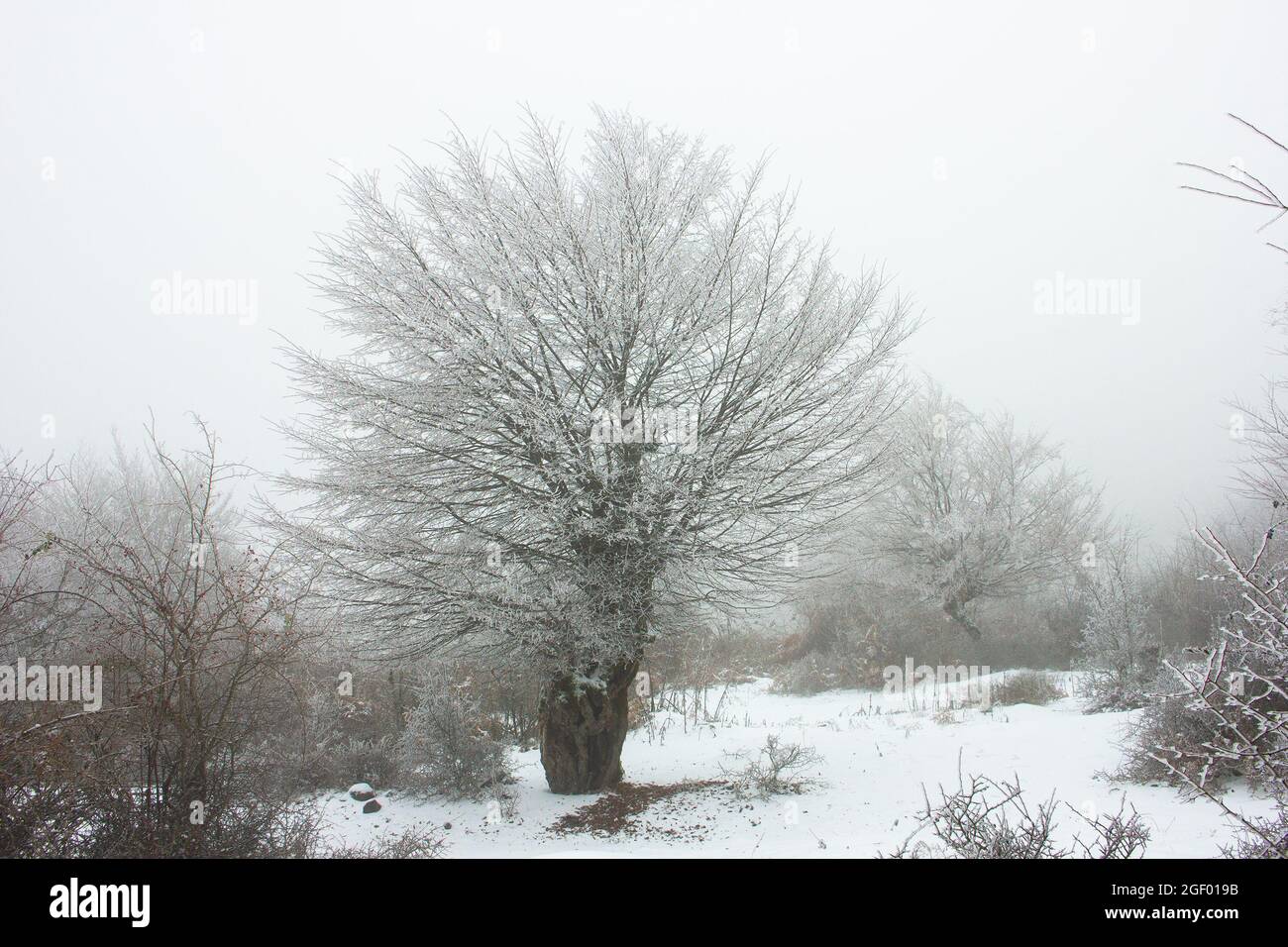 Beautiful snowy tree in the winter forest Stock Photo - Alamy