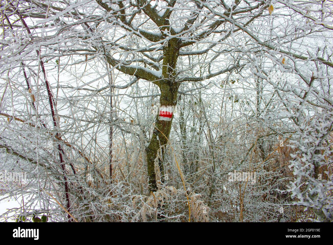 Signpost on the tree for the route for tourists Stock Photo - Alamy