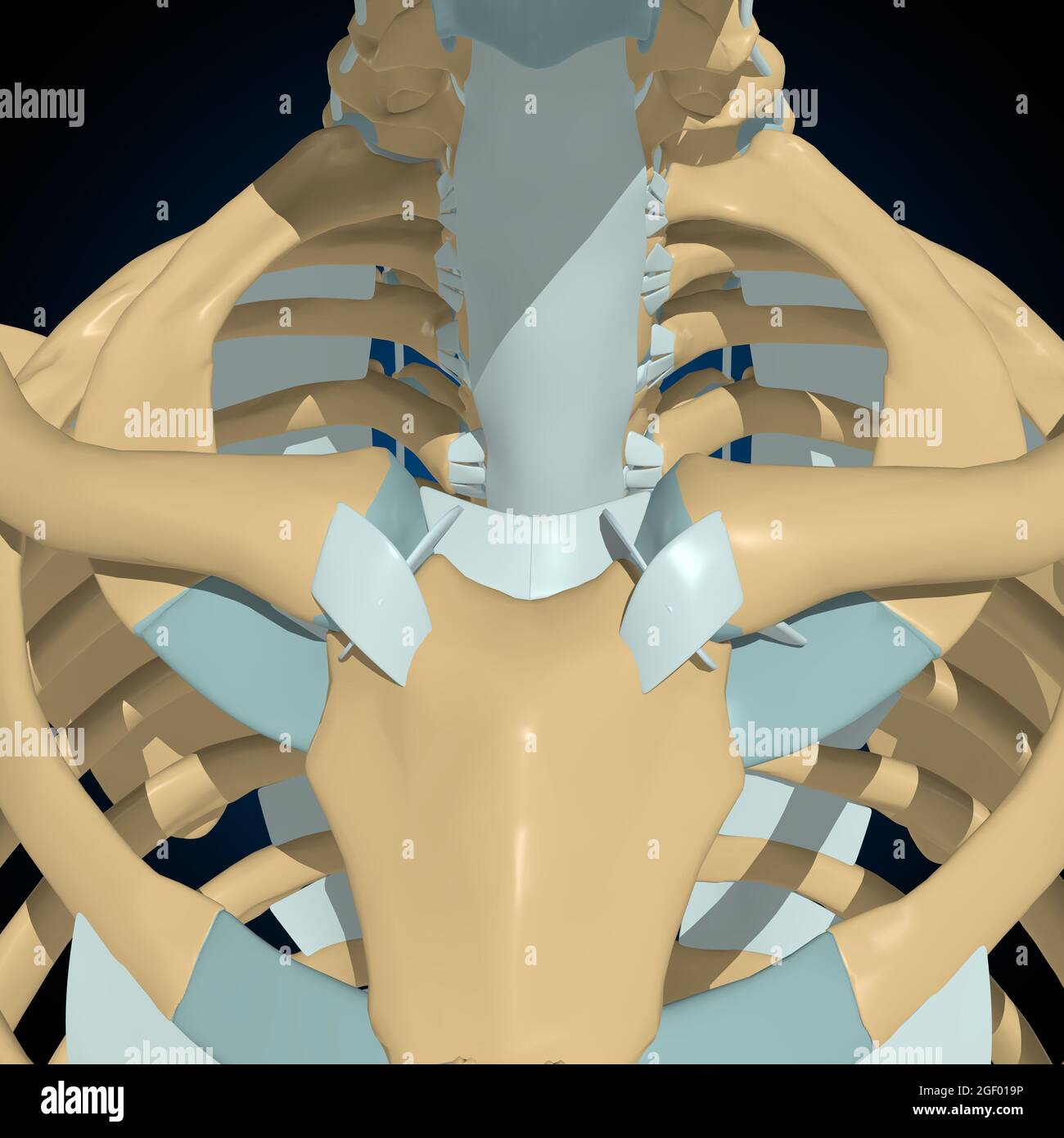 Human bones joints and ligaments Anatomy For Medical Concept 3D ...