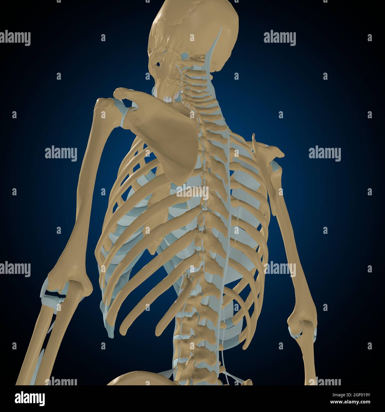 Gliding Joint Backbone