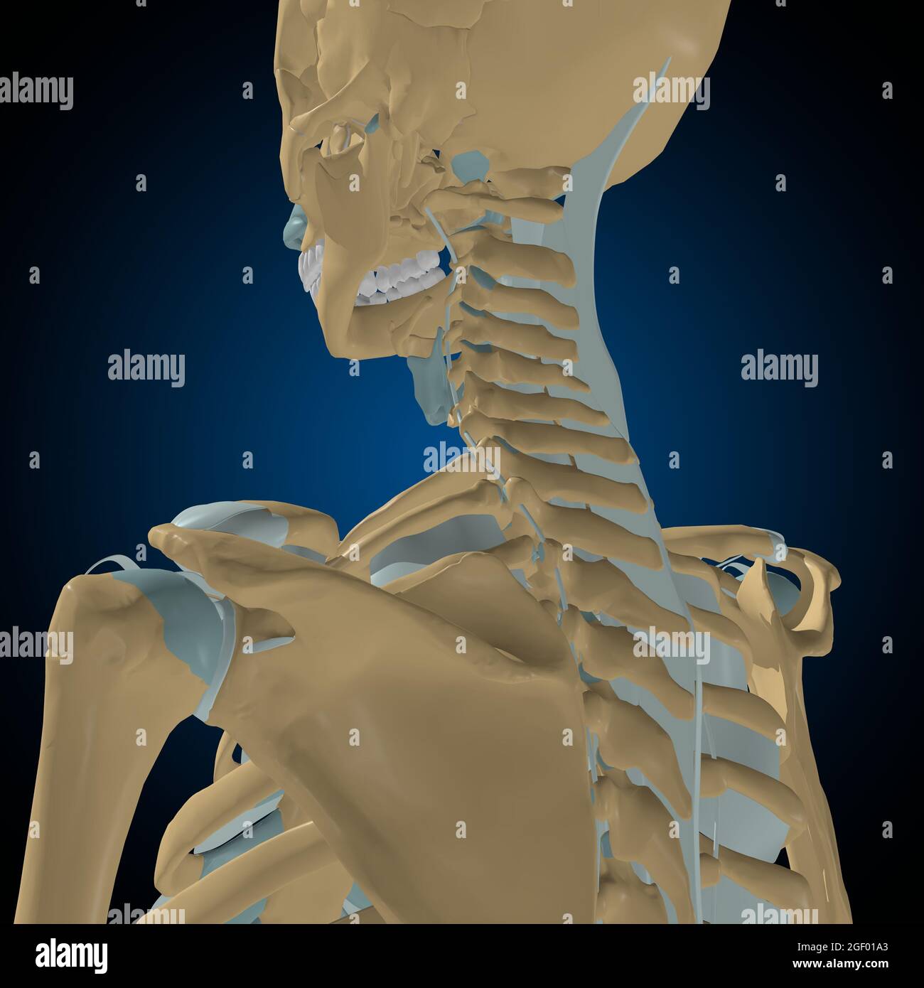 Human bones joints and ligaments Anatomy For Medical Concept 3D ...