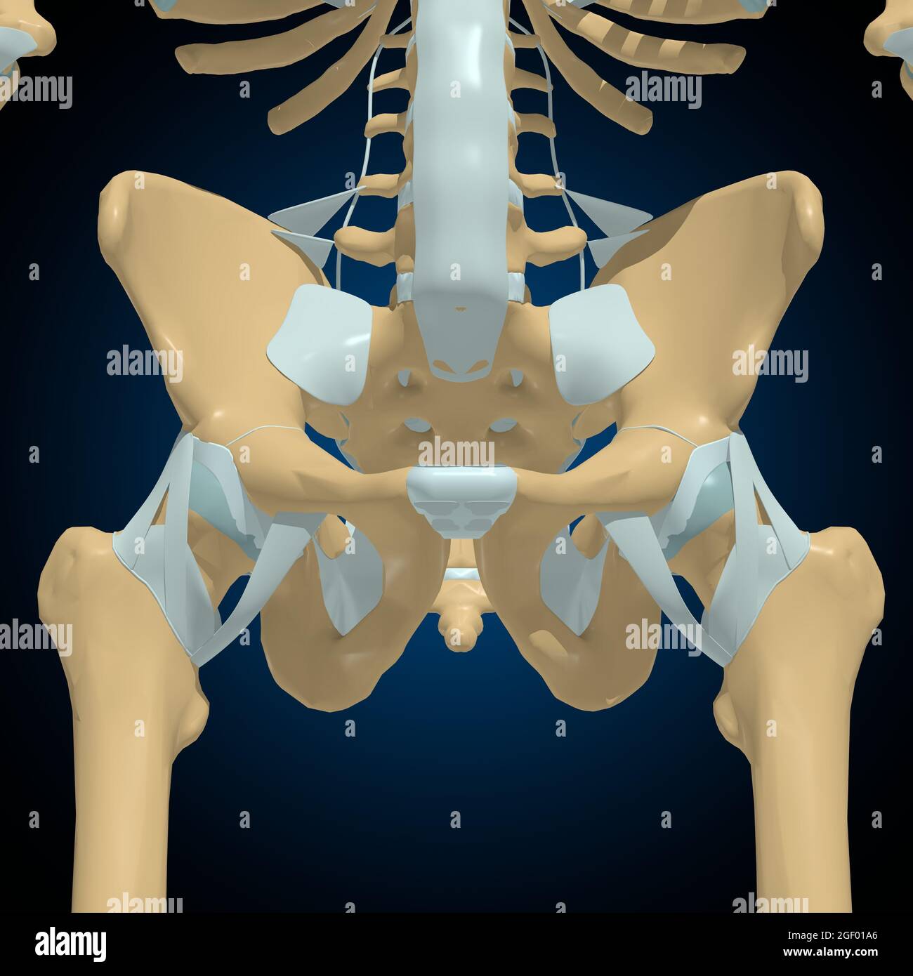 Human bones joints and ligaments Anatomy For Medical Concept 3D ...