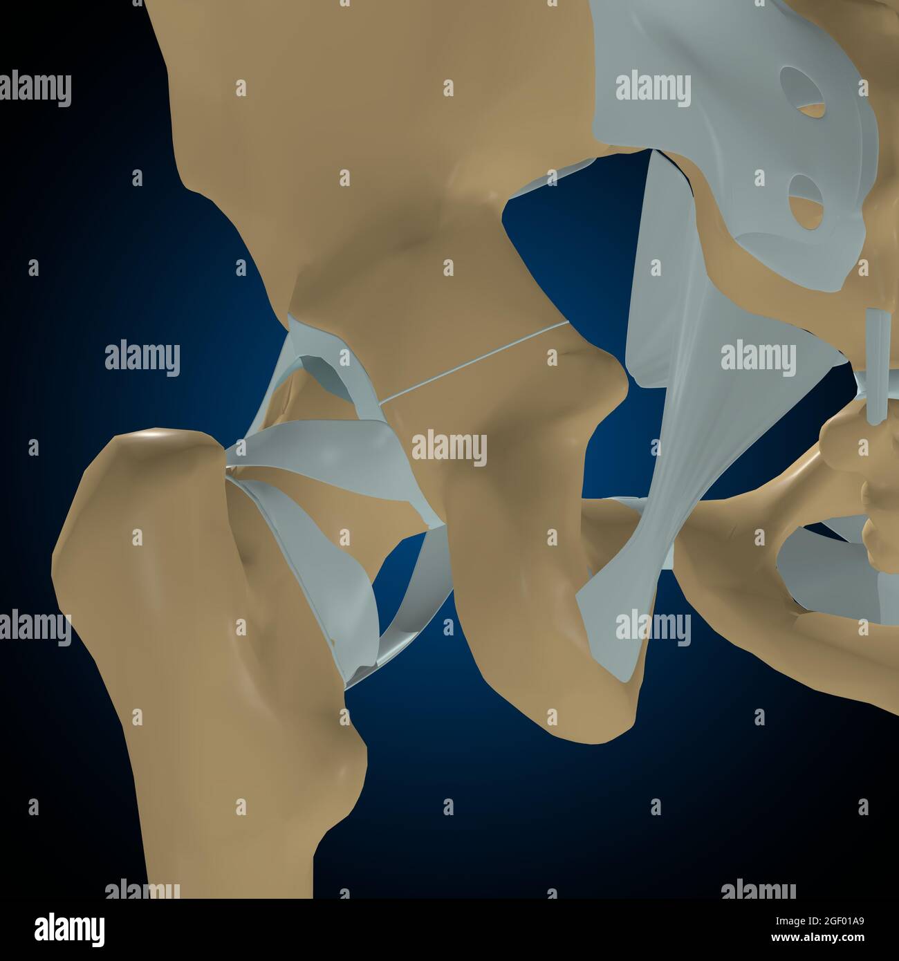 Human bones joints and ligaments Anatomy For Medical Concept 3D ...