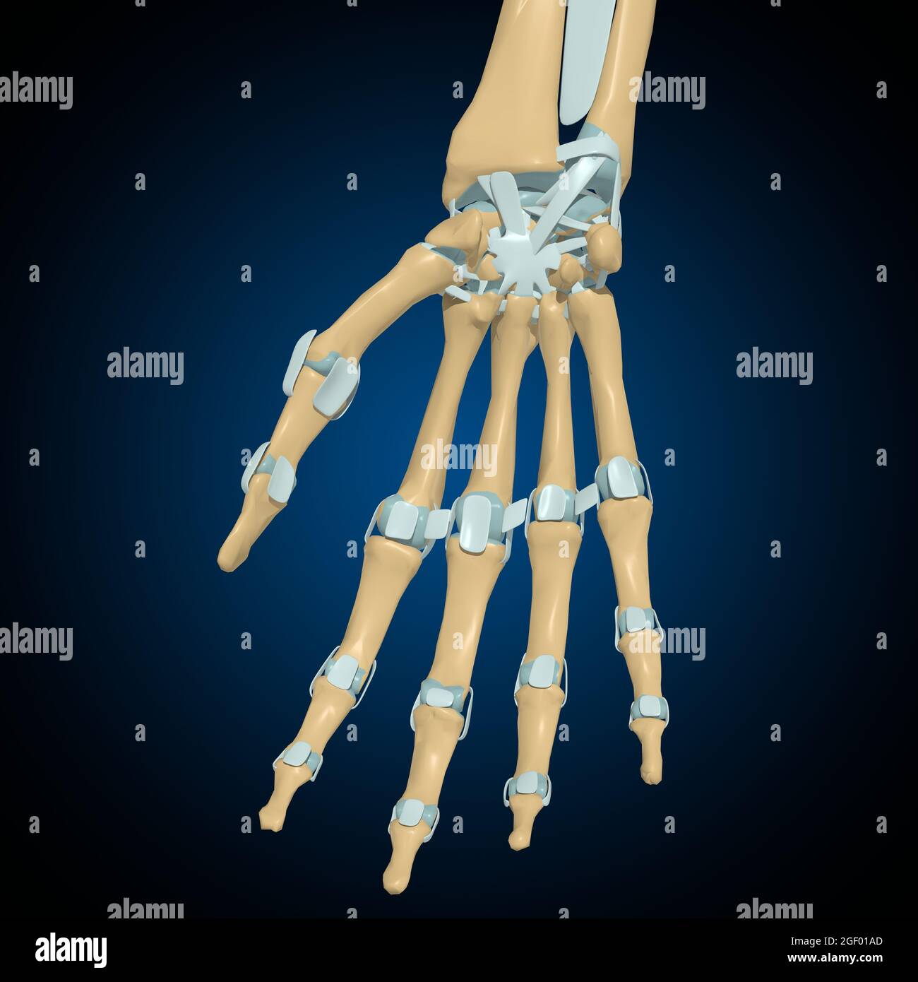 Human bones joints and ligaments Anatomy For Medical Concept 3D ...
