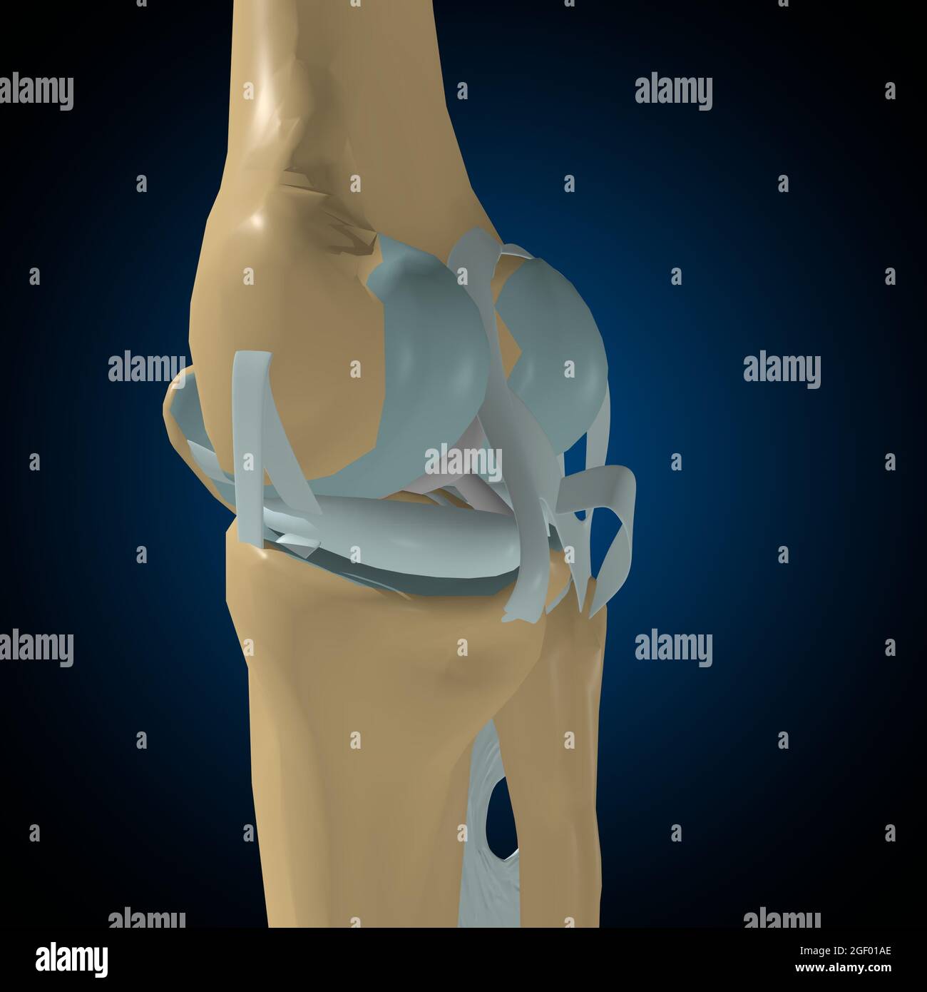 Human bones joints and ligaments Anatomy For Medical Concept 3D ...
