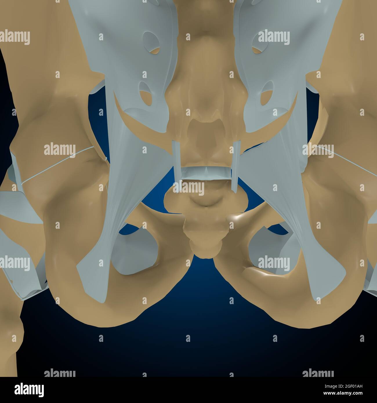 Human bones joints and ligaments Anatomy For Medical Concept 3D ...
