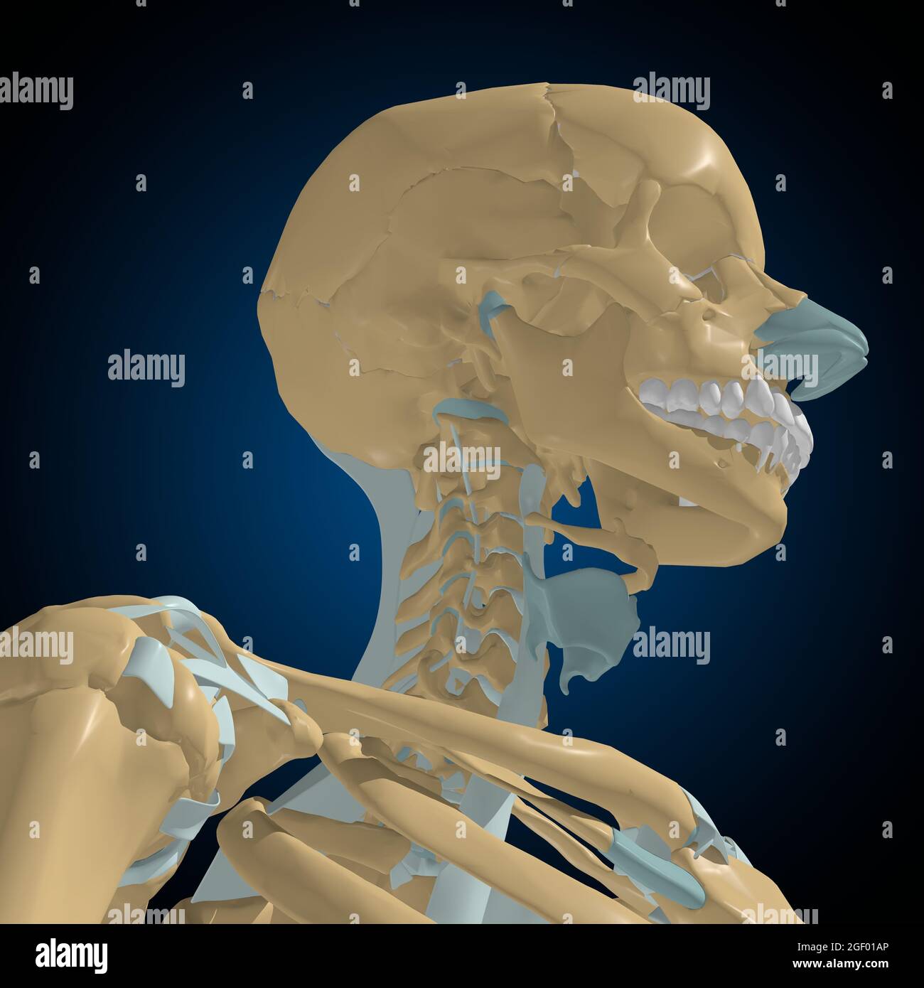 Human bones joints and ligaments Anatomy For Medical Concept 3D ...