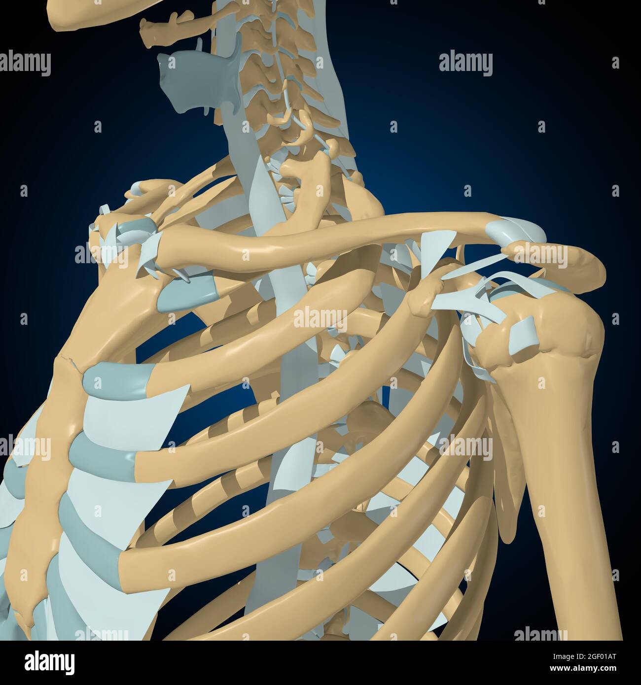 Human bones joints and ligaments Anatomy For Medical Concept 3D ...
