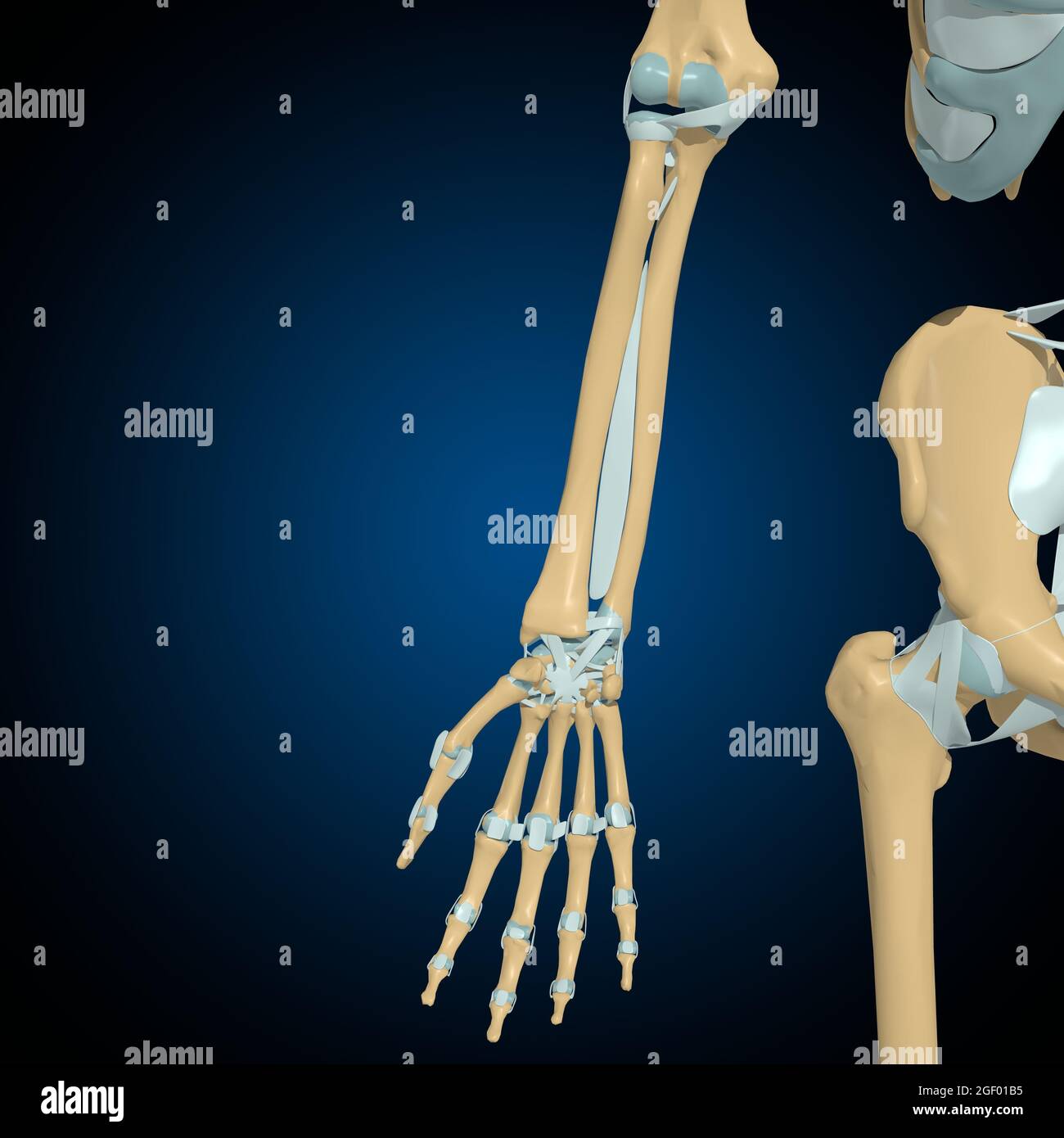 Human bones joints and ligaments Anatomy For Medical Concept 3D ...