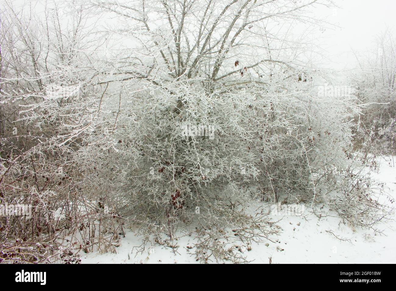 Beautiful snowy tree in hi-res stock photography and images - Alamy