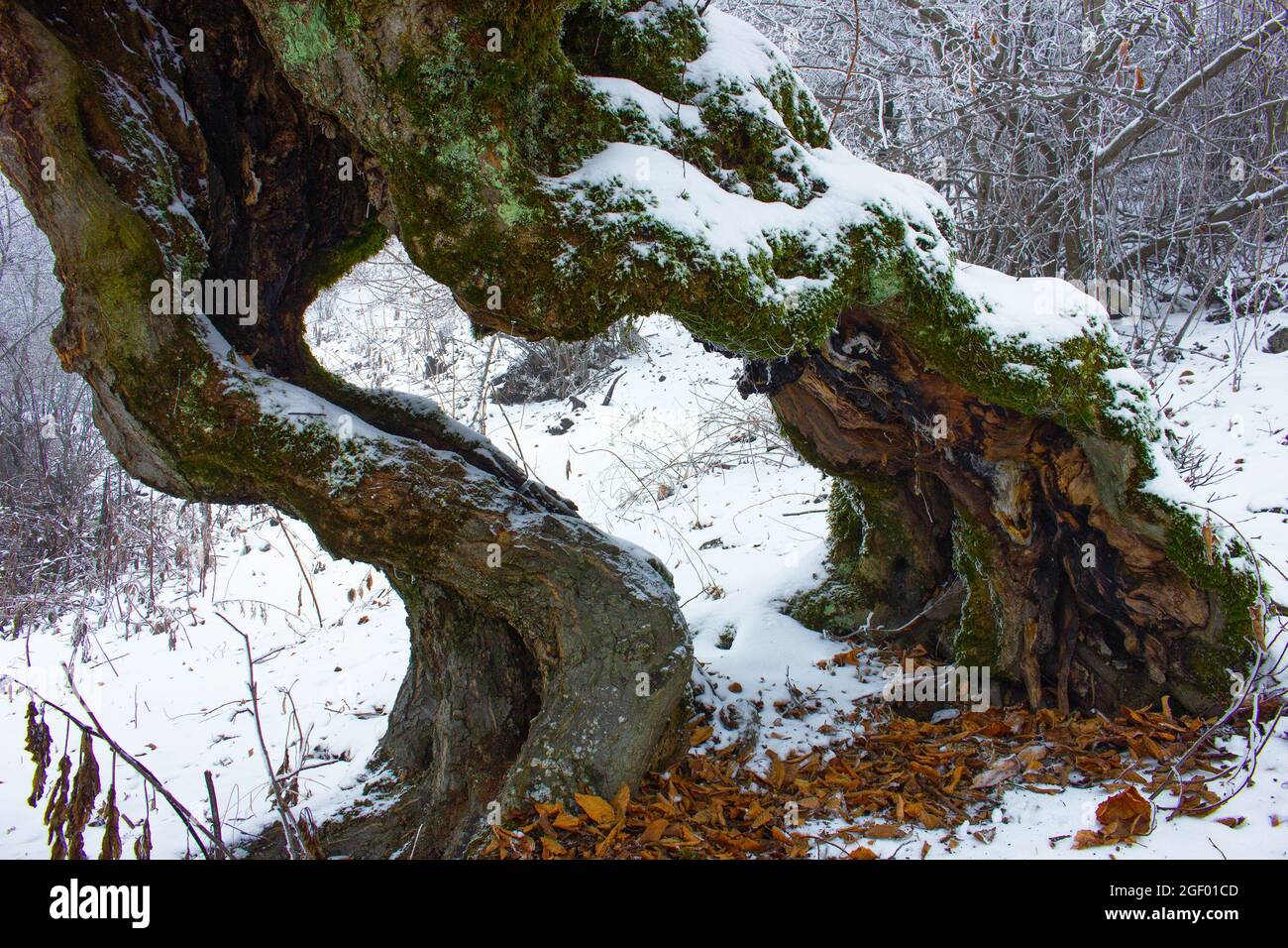 Beautiful old split tree in the winter forest Stock Photo - Alamy