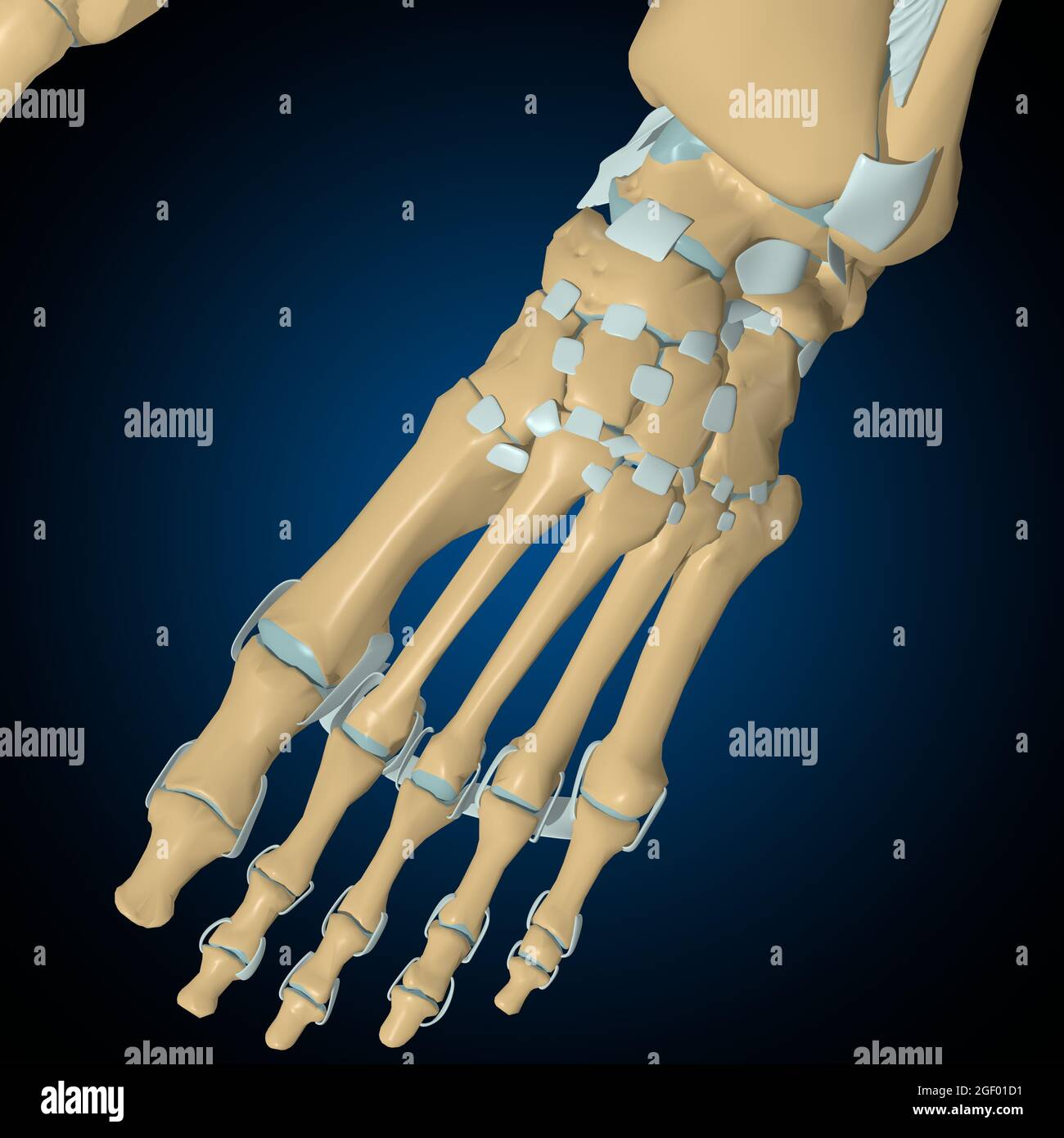 Human bones joints and ligaments Anatomy For Medical Concept 3D ...