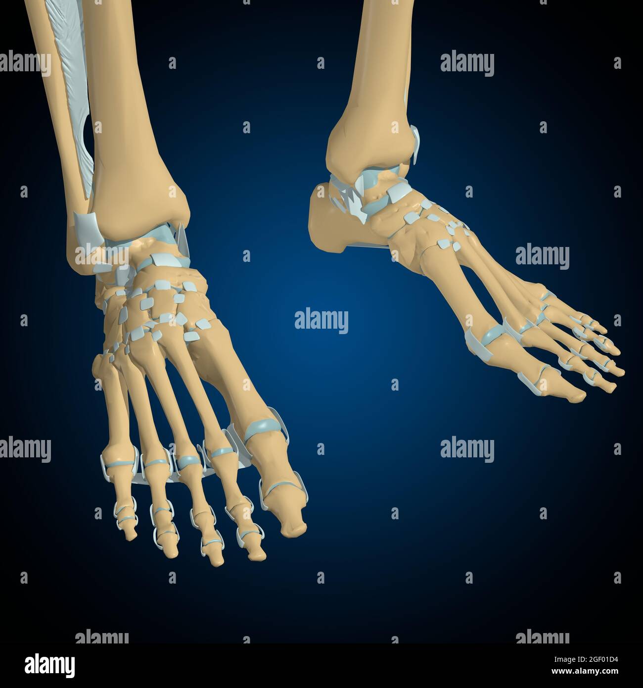 Human bones joints and ligaments Anatomy For Medical Concept 3D ...