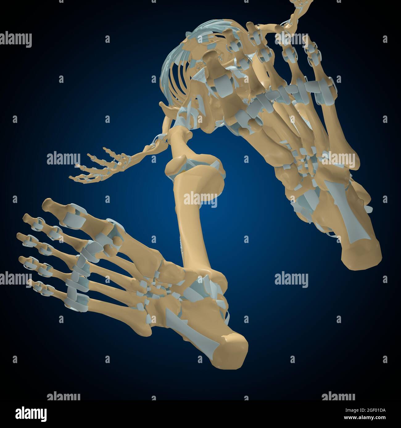 Human bones joints and ligaments Anatomy For Medical Concept 3D ...