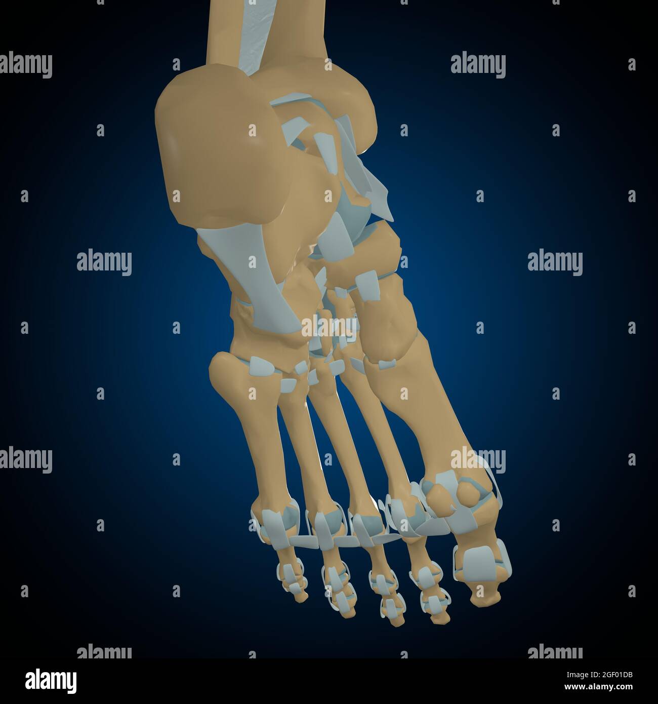 Arthrodial joint hi-res stock photography and images - Alamy