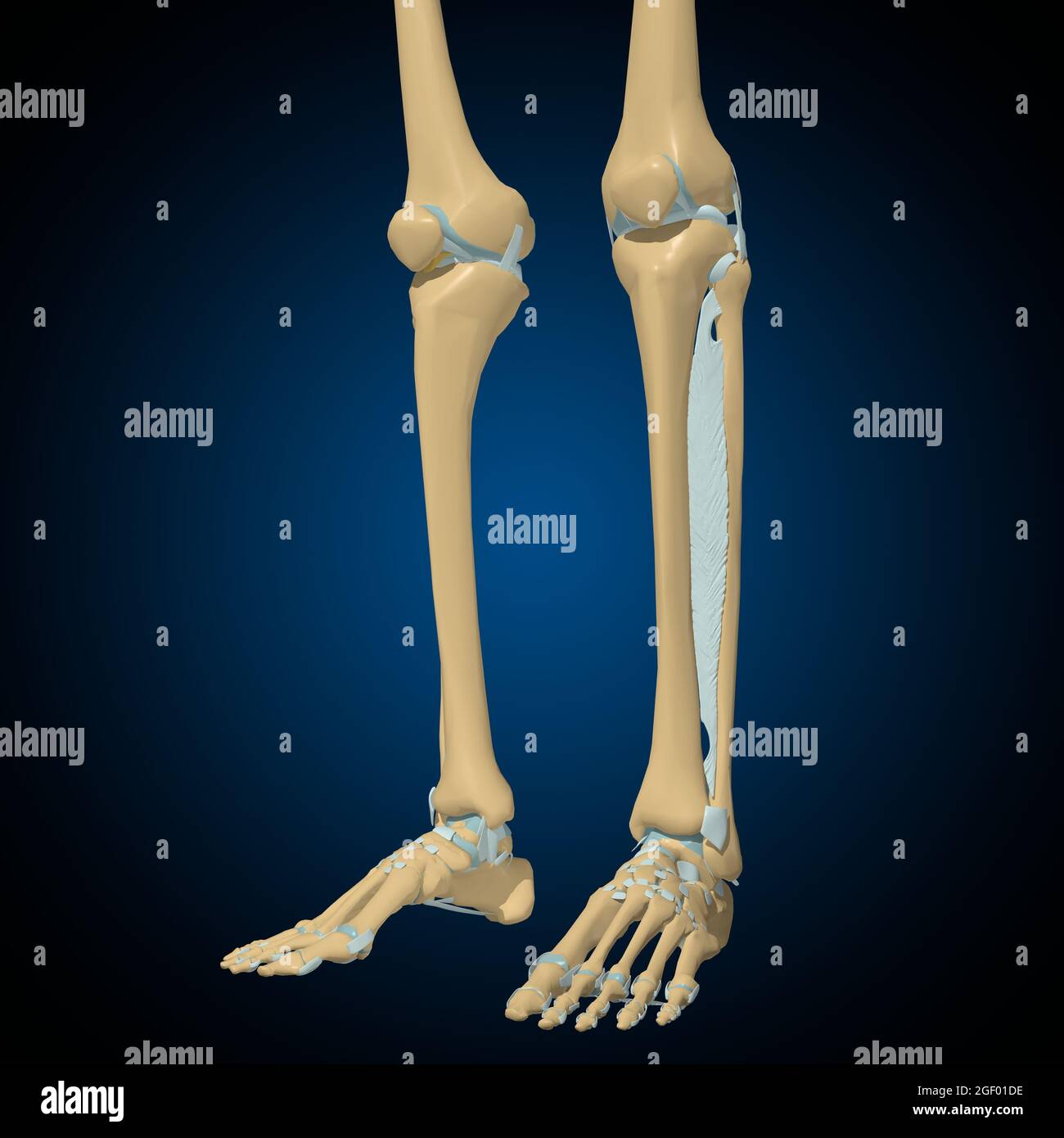 Human bones joints and ligaments Anatomy For Medical Concept 3D ...