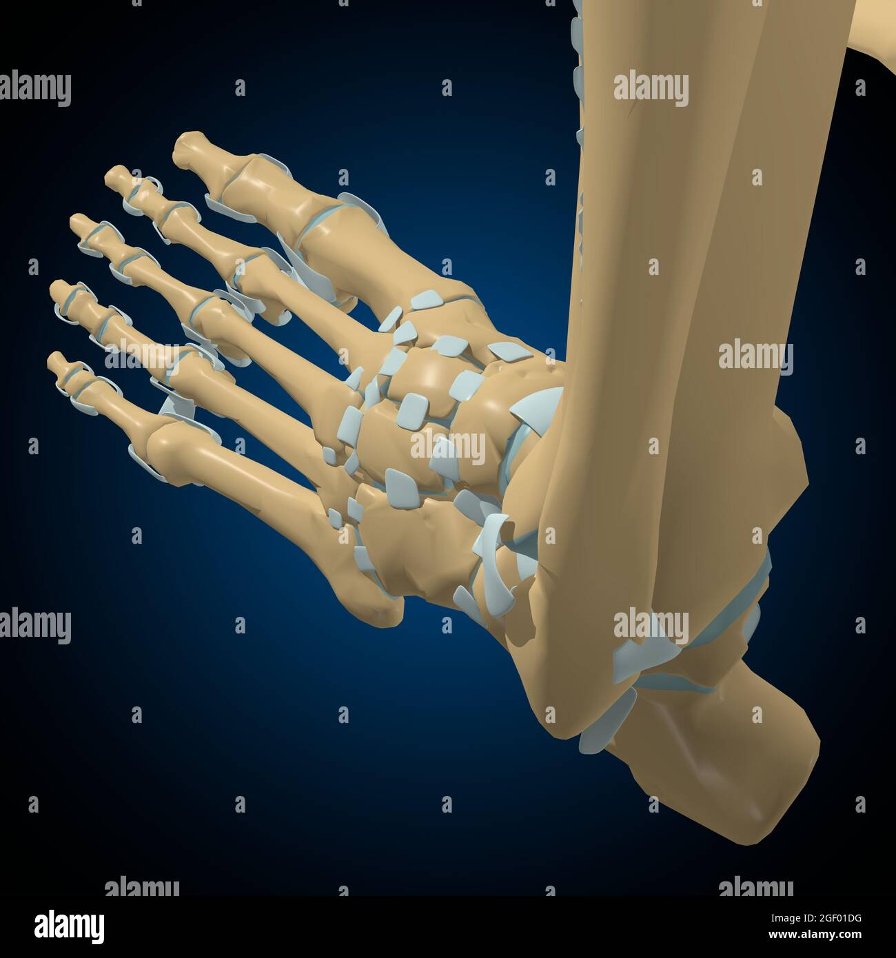 Human bones joints and ligaments Anatomy For Medical Concept 3D ...