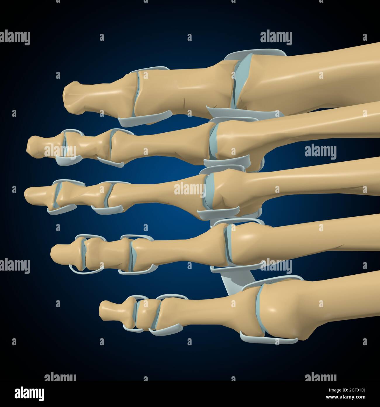 Arthrodial joint hi-res stock photography and images - Alamy
