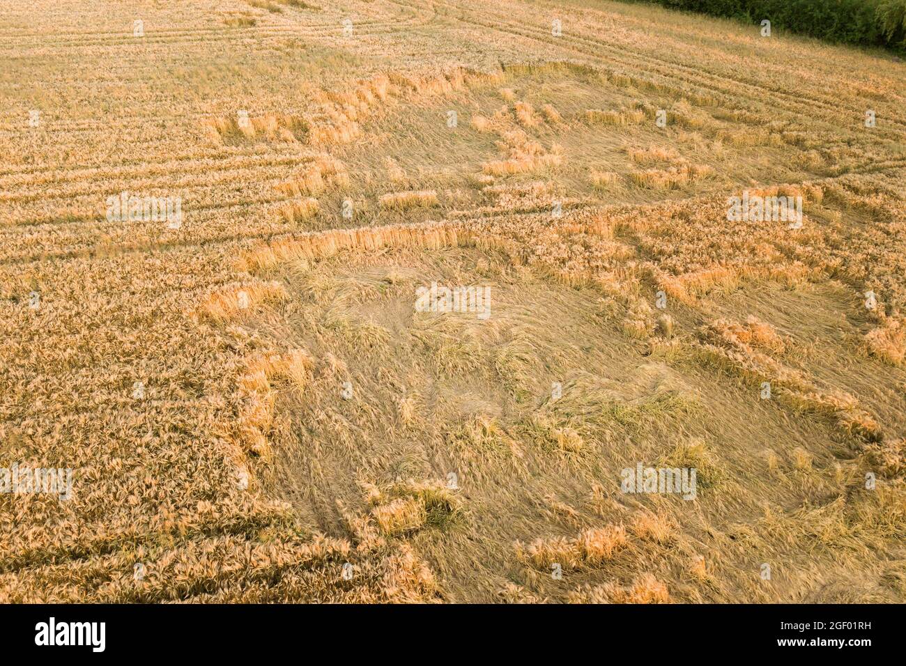 Aerial view of ripe farm field ready for harvesting with fallen down ...