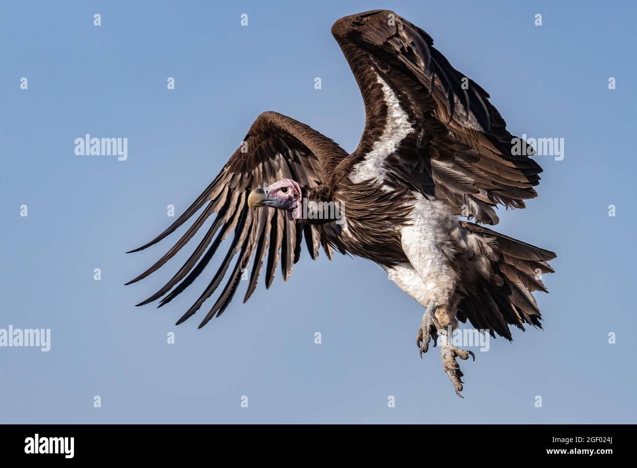 Vulture bird lappet faced botswana hi-res stock photography and images ...