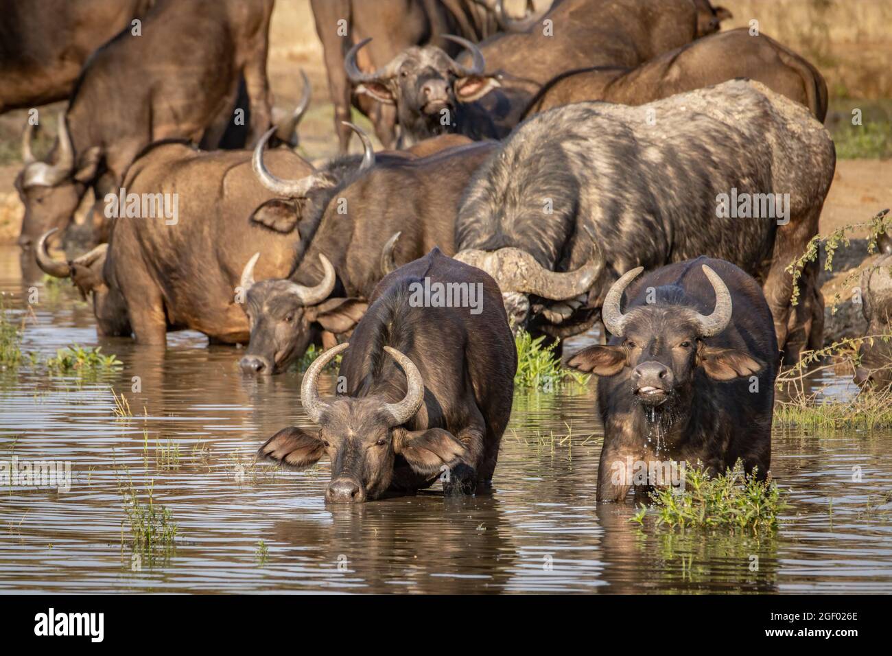 Cape buffalo at a waterhole Stock Photo - Alamy