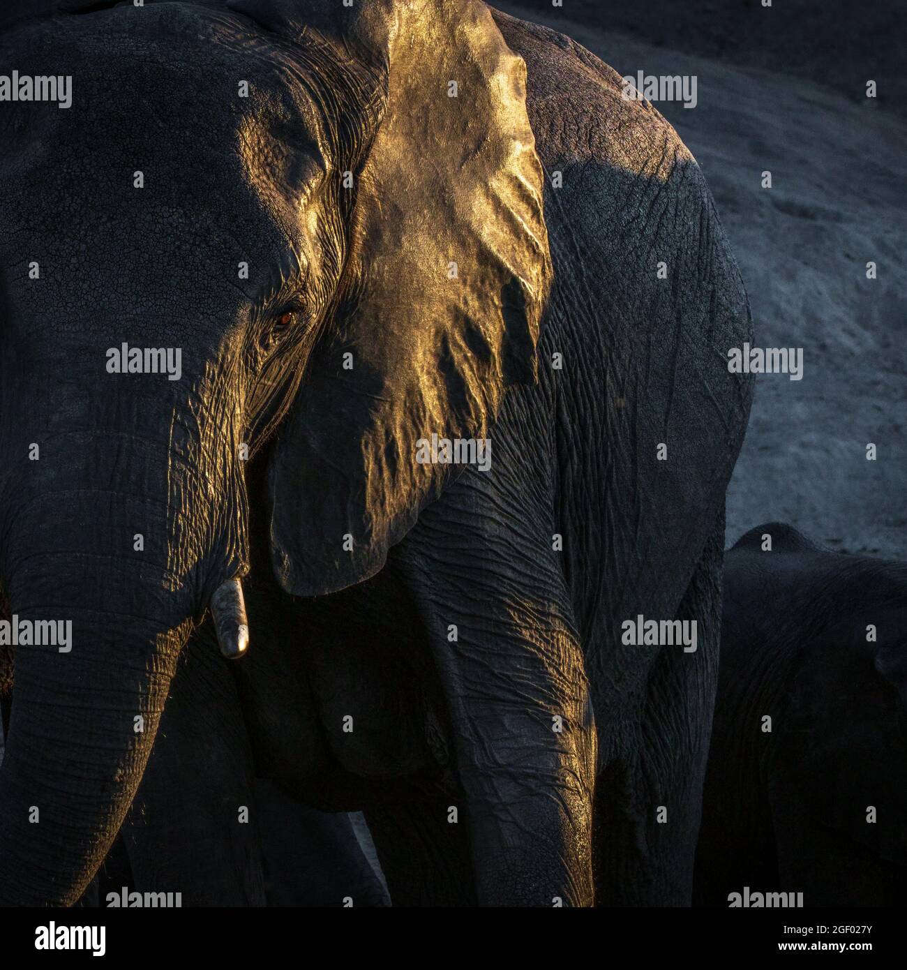 Elephant at sundown Stock Photo - Alamy