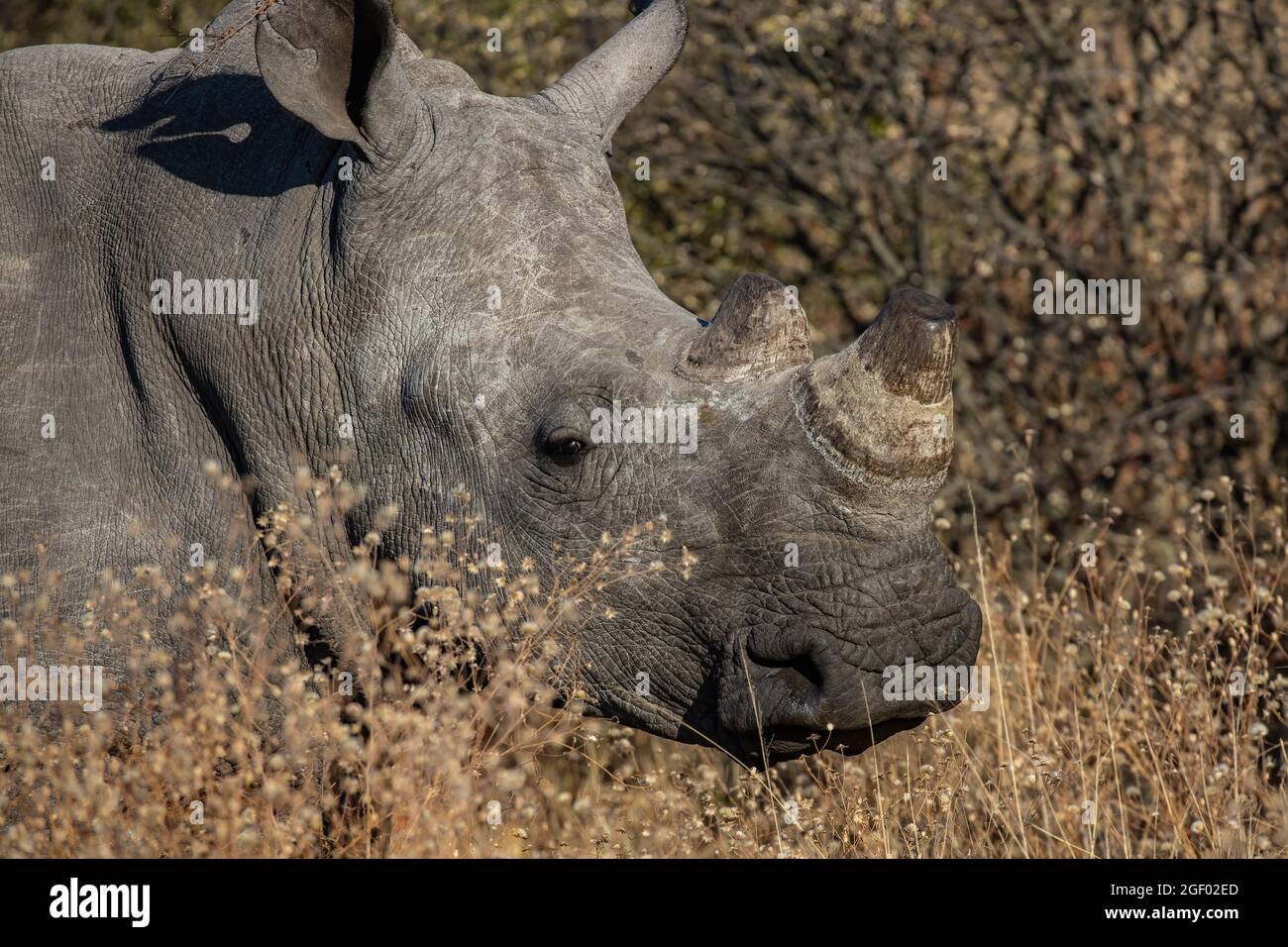 Female white rhino hi-res stock photography and images - Alamy