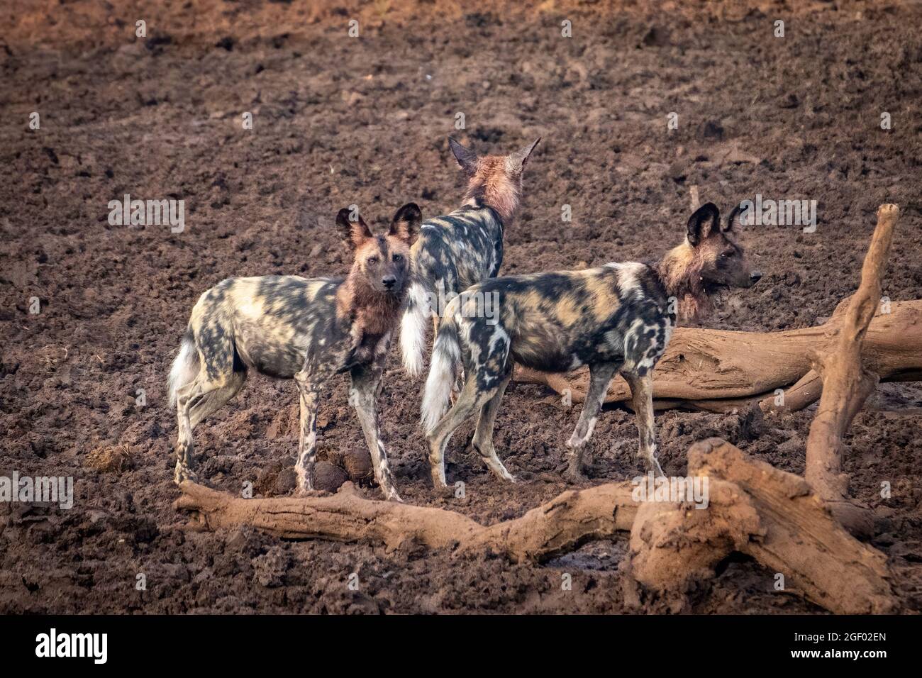 Wild (hunting) dogs Stock Photo - Alamy