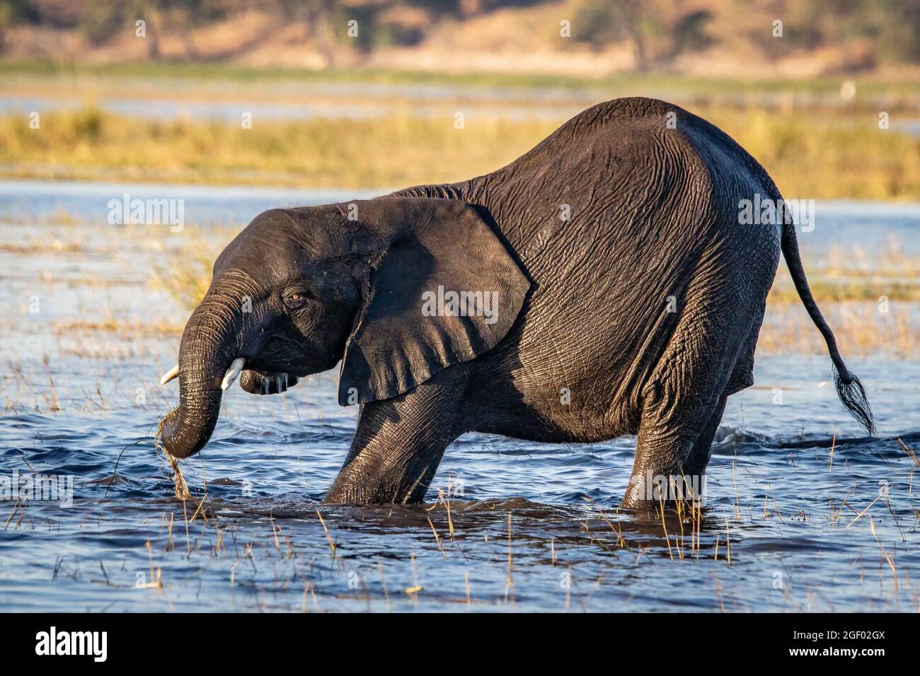 Young elephant posing Stock Photo - Alamy