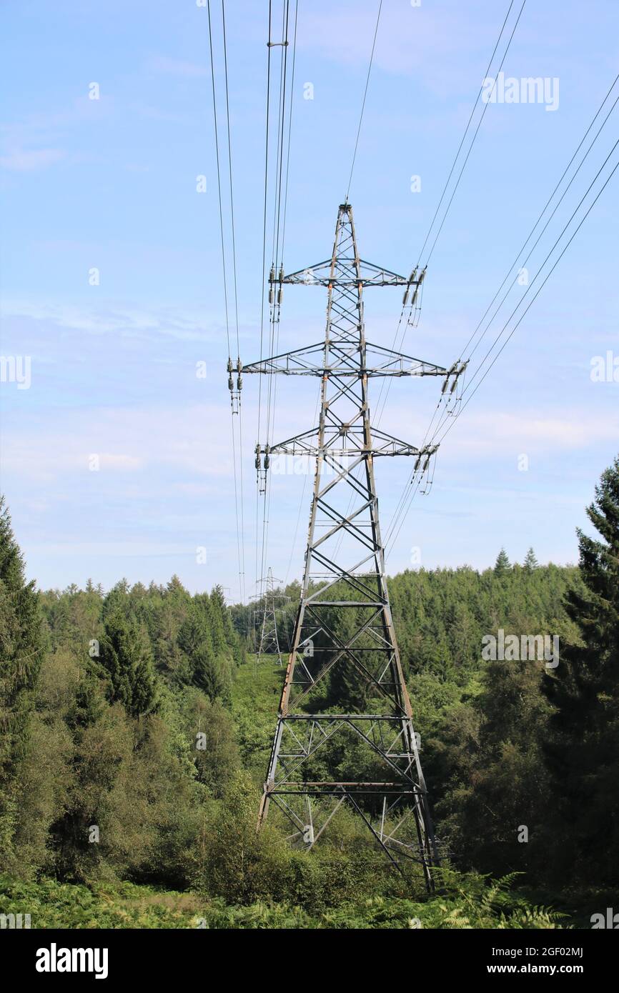 pylons across countryside and between trees in a forest Stock Photo - Alamy