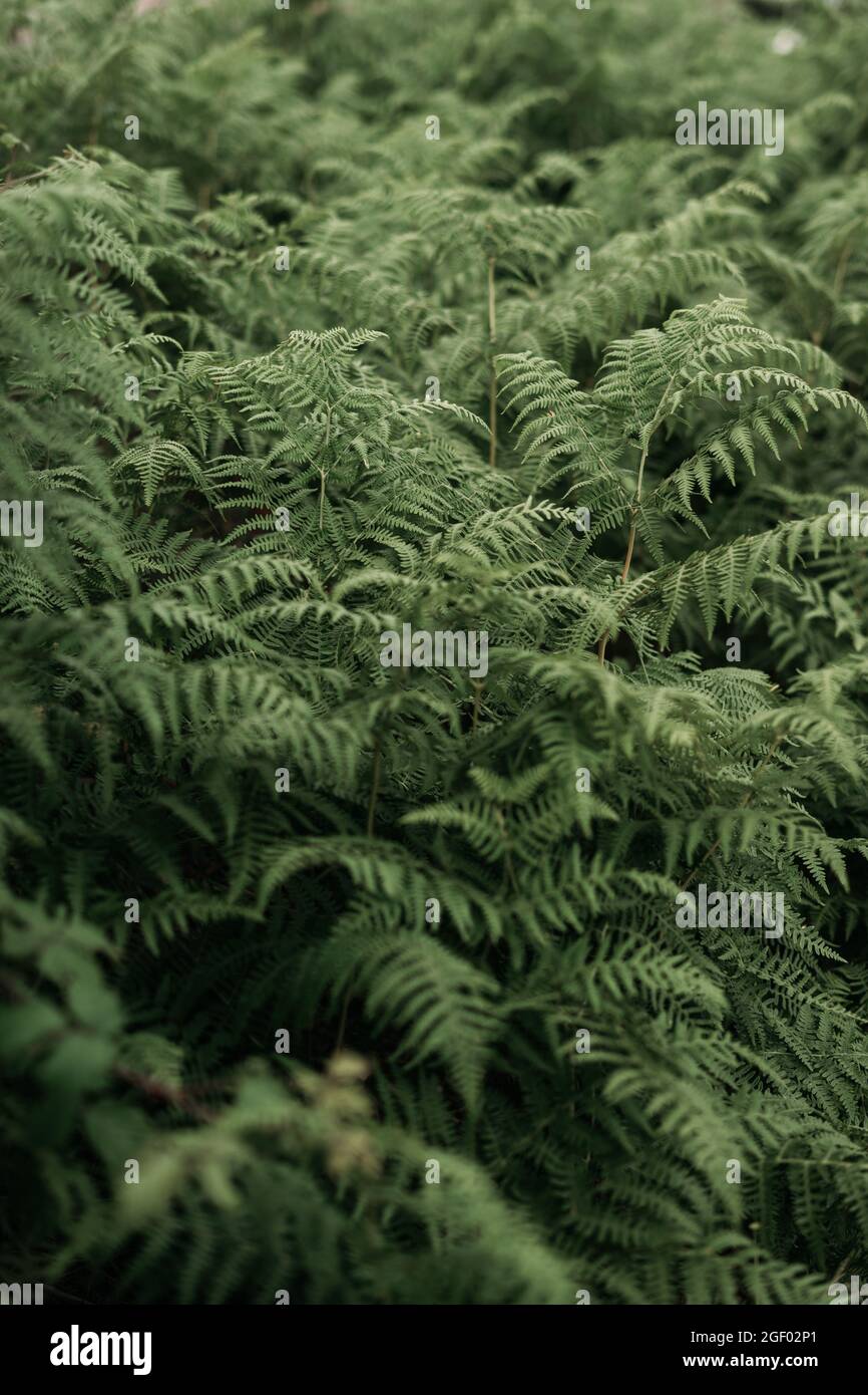 Wild ferns hi-res stock photography and images - Alamy