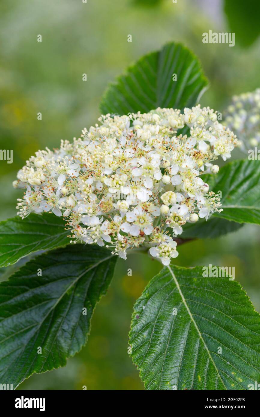Sorbus aria flowers Stock Photo - Alamy