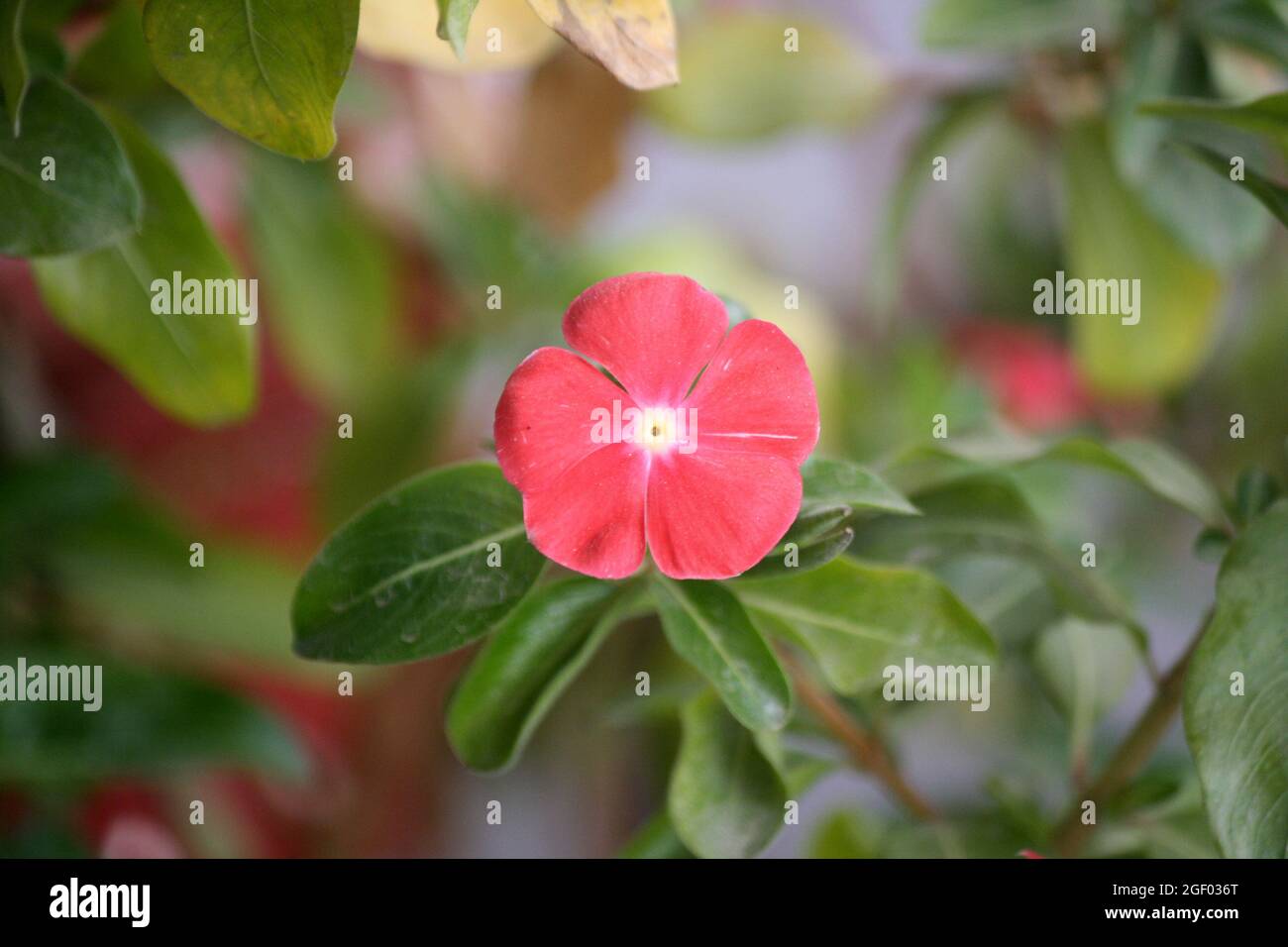 Madagascar periwinkle also known as Cape periwinkle (Catharanthus ...