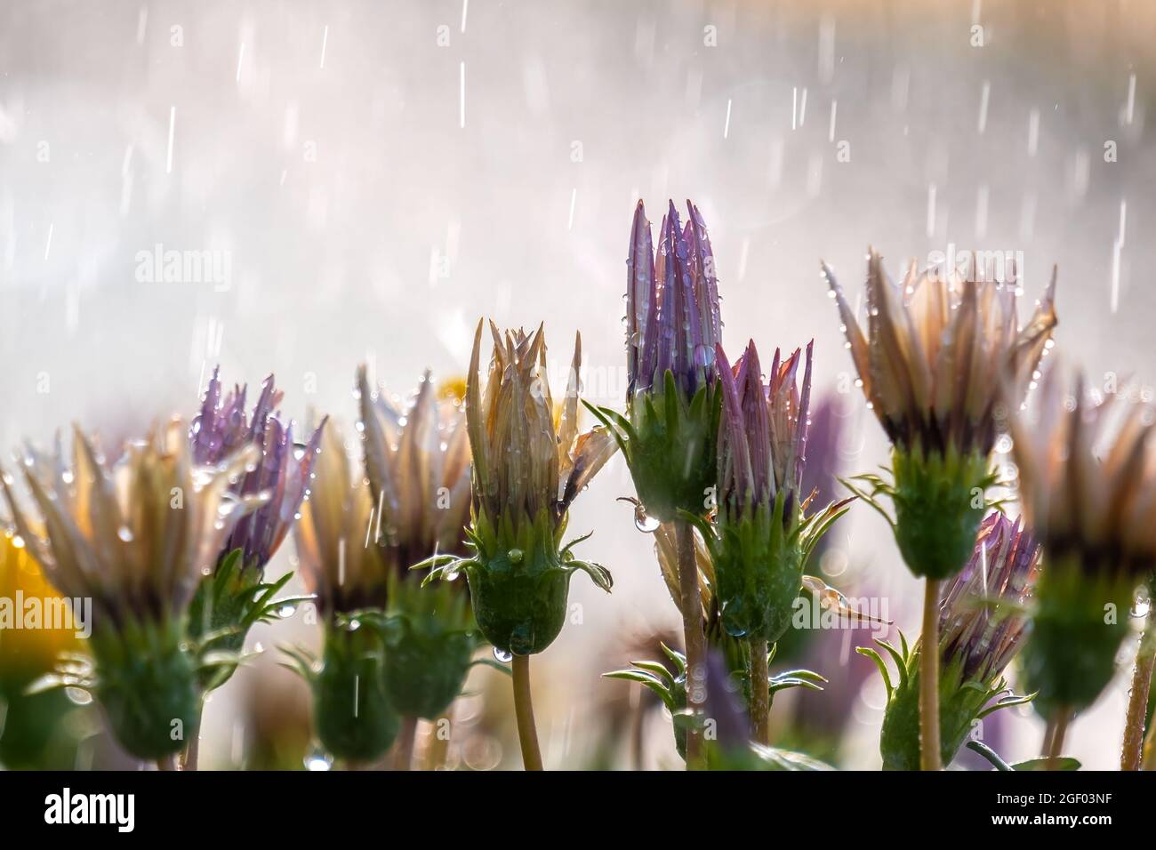 Closeup of rain droplets falling down on colorful flowers in summer ...