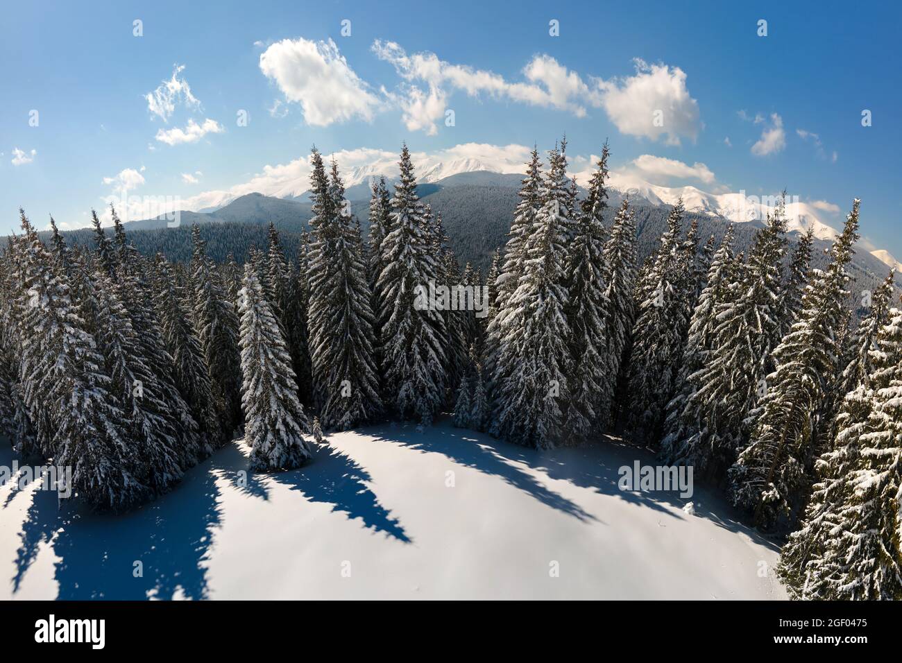 Bright landscape with tall evergreen pine trees covered with fresh ...