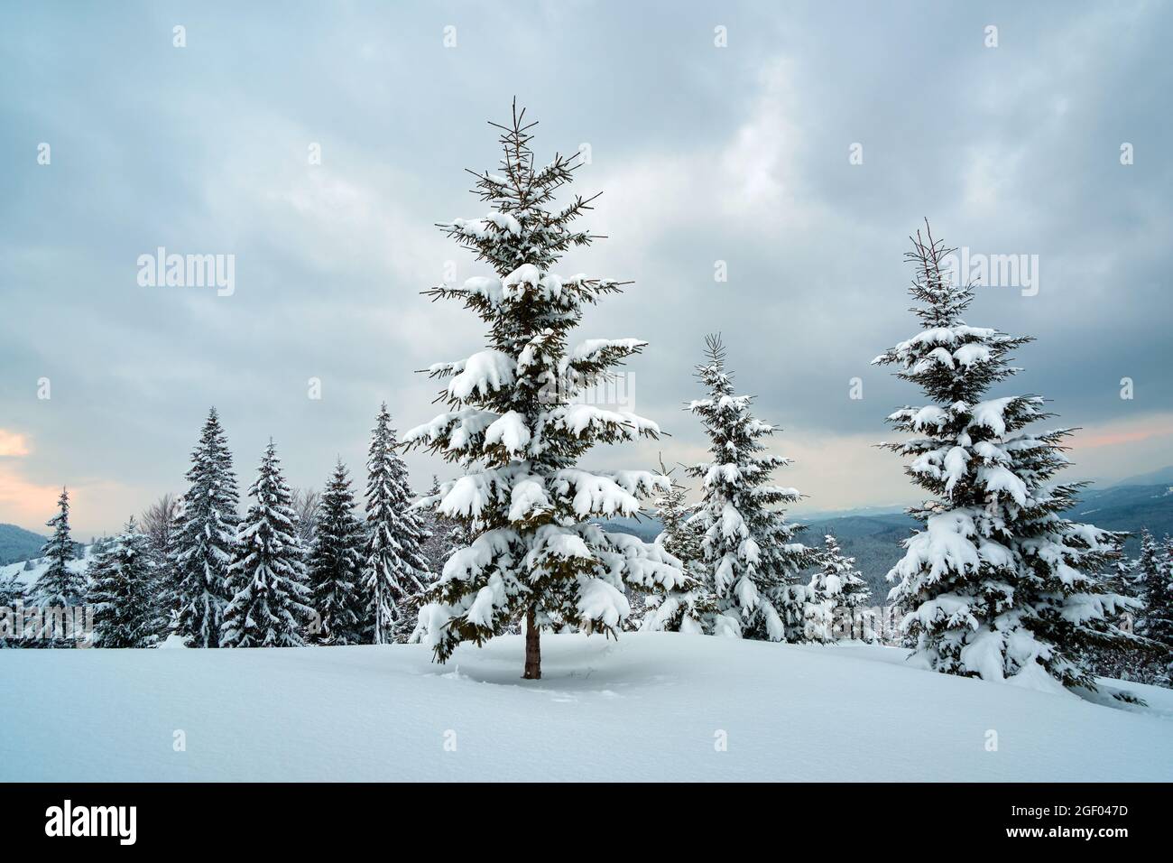 Moody landscape with pine trees covered with fresh fallen snow in ...