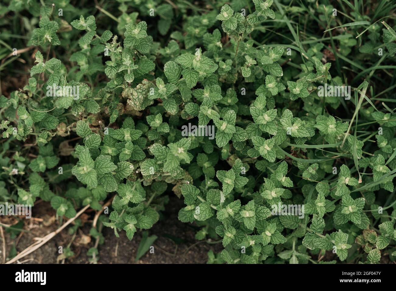 wild mint growing on a forest Stock Photo - Alamy