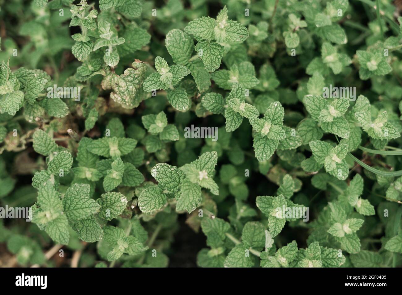 Wild spearmint hi-res stock photography and images - Alamy