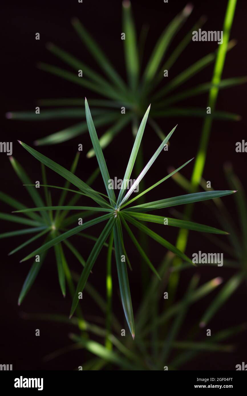 Close up umbrellas of Cyperus plant on black background Stock Photo - Alamy