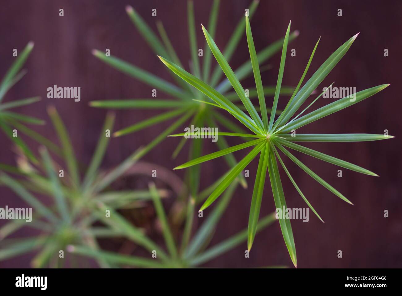 Close up umbrellas of Cyperus plant on black background Stock Photo - Alamy