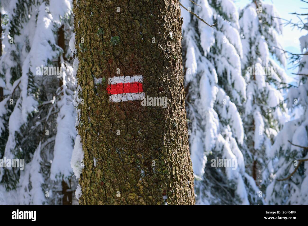 Pine trees with red direction markings for hikers covered with fresh ...