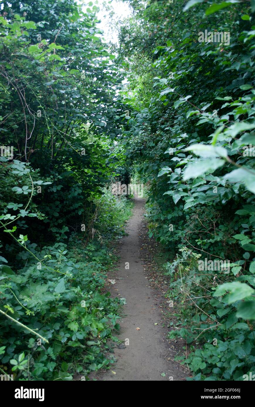 Narrow path in the countryside between high hedges with branches ...