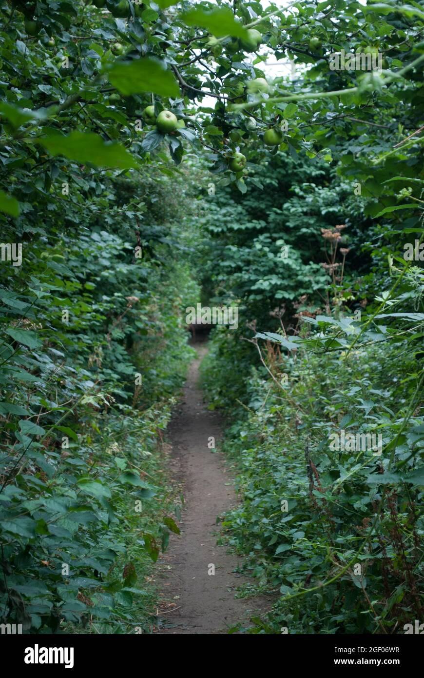 Narrow path in the countryside between high hedge Stock Photo - Alamy