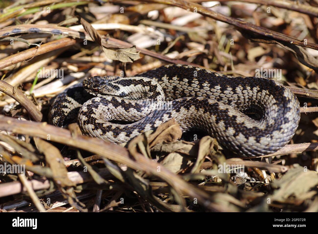 Hoggorm hi-res stock photography and images - Alamy