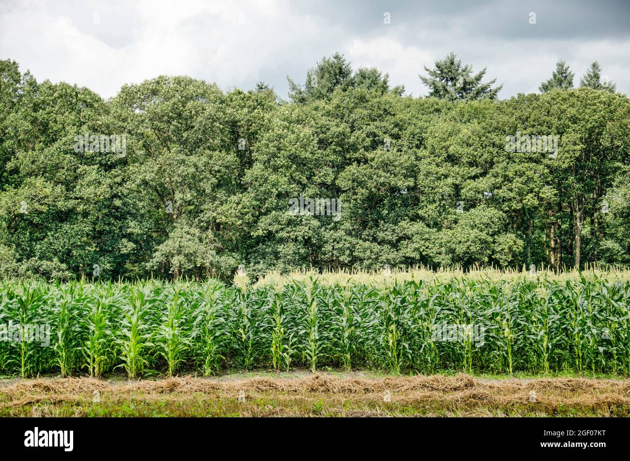 Field of corn with the edge of a forest in the background in the Dutch ...