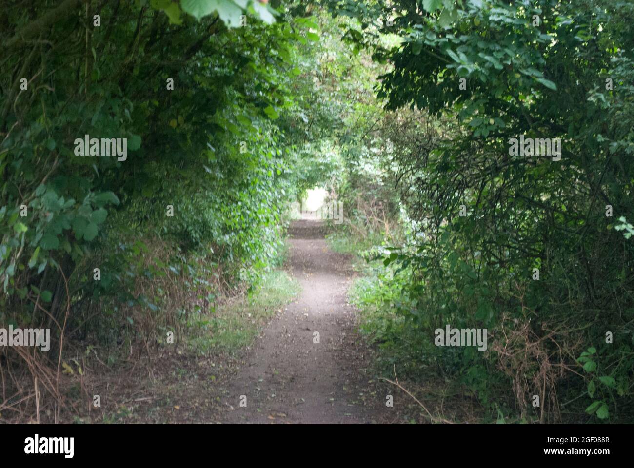 Narrow path in the countryside between high hedges with branches ...